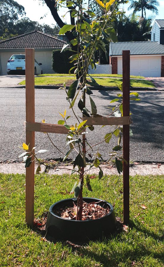 Water Wells help protect Northern Beaches street trees | Jaybro - Blog