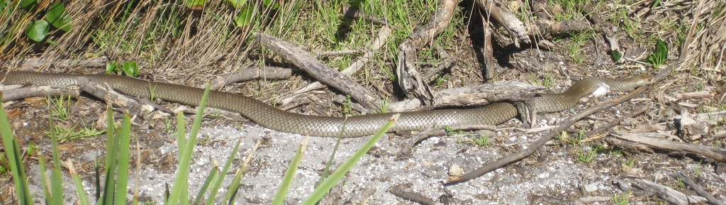 Snake awareness on construction sites: what you need to know | Jaybro ...